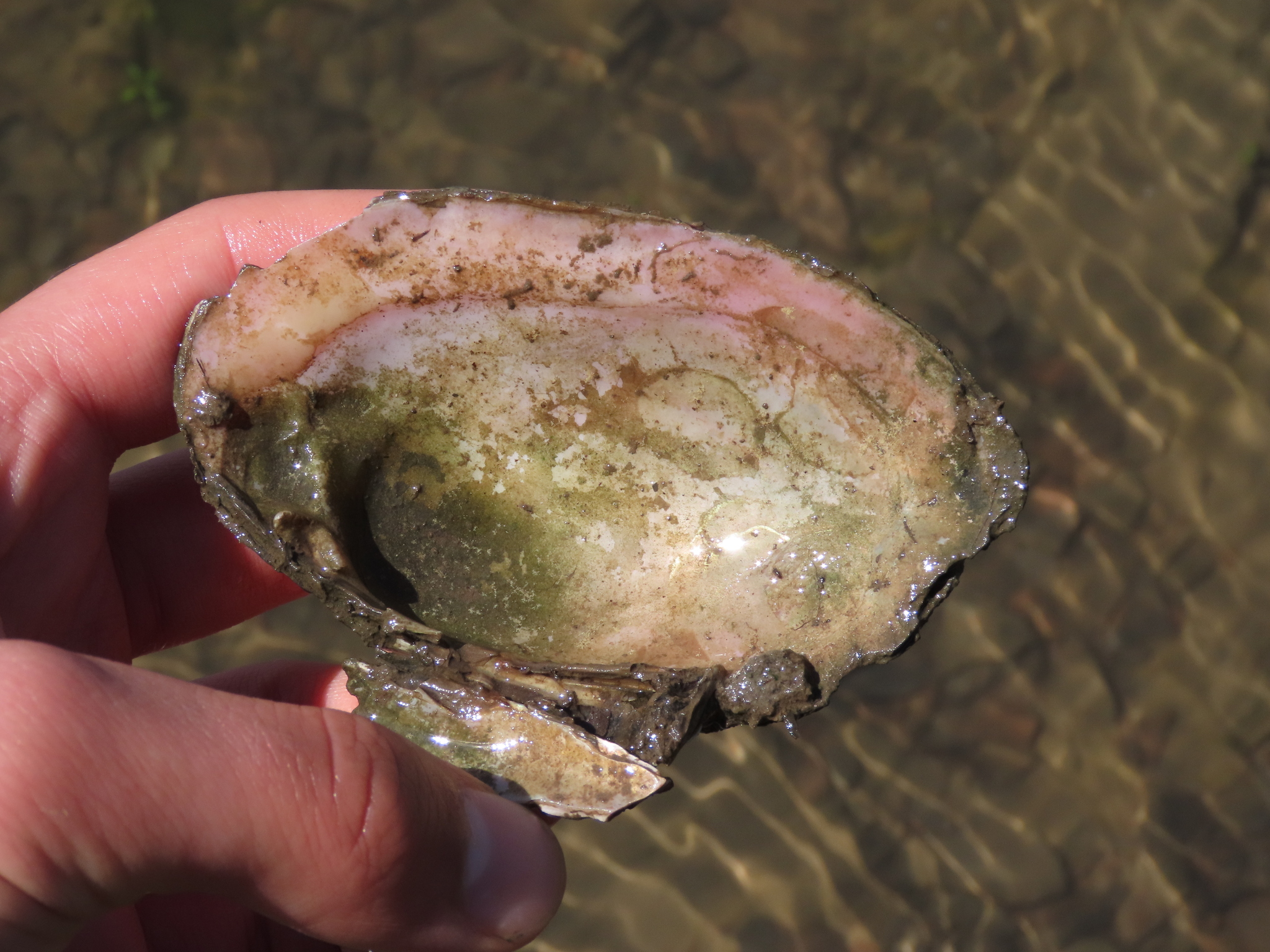 Lampsilis radiata (Gmelin, 1791)