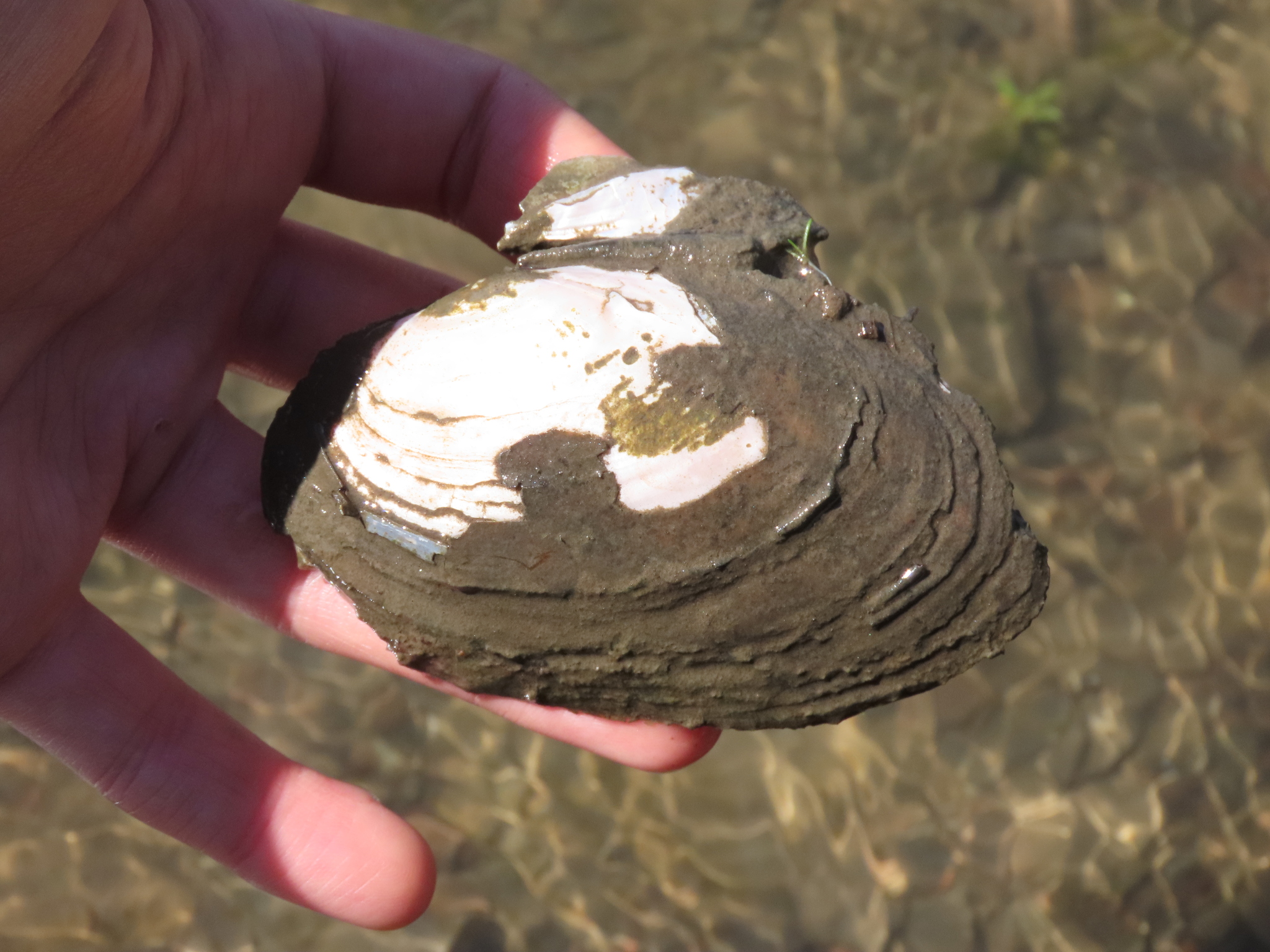 Lampsilis radiata (Gmelin, 1791)