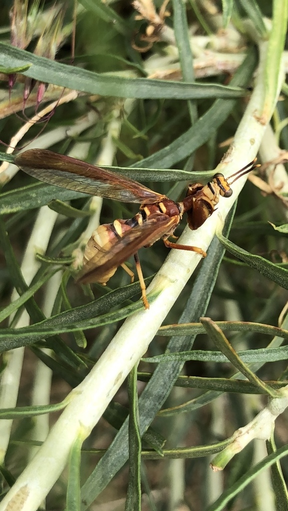 Brown Wasp Mantidfly from Walsenburg, CO, US on June 21, 2022 at 07:46 ...