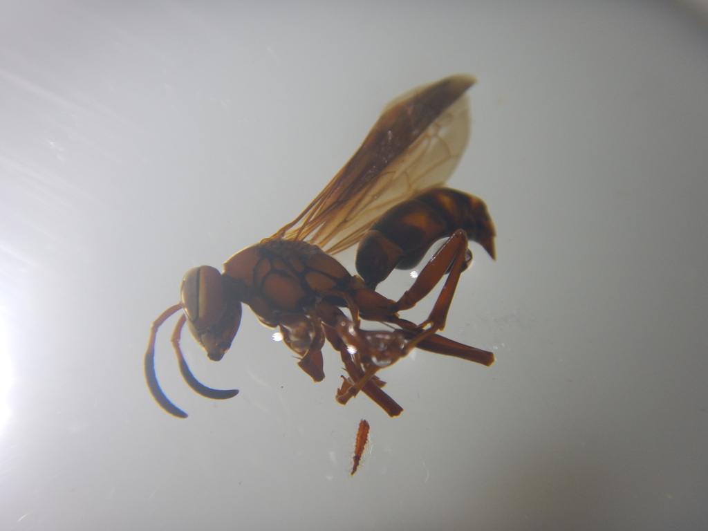 Clarion Island Paper Wasp from Manzanillo, Col., México on April 22 ...