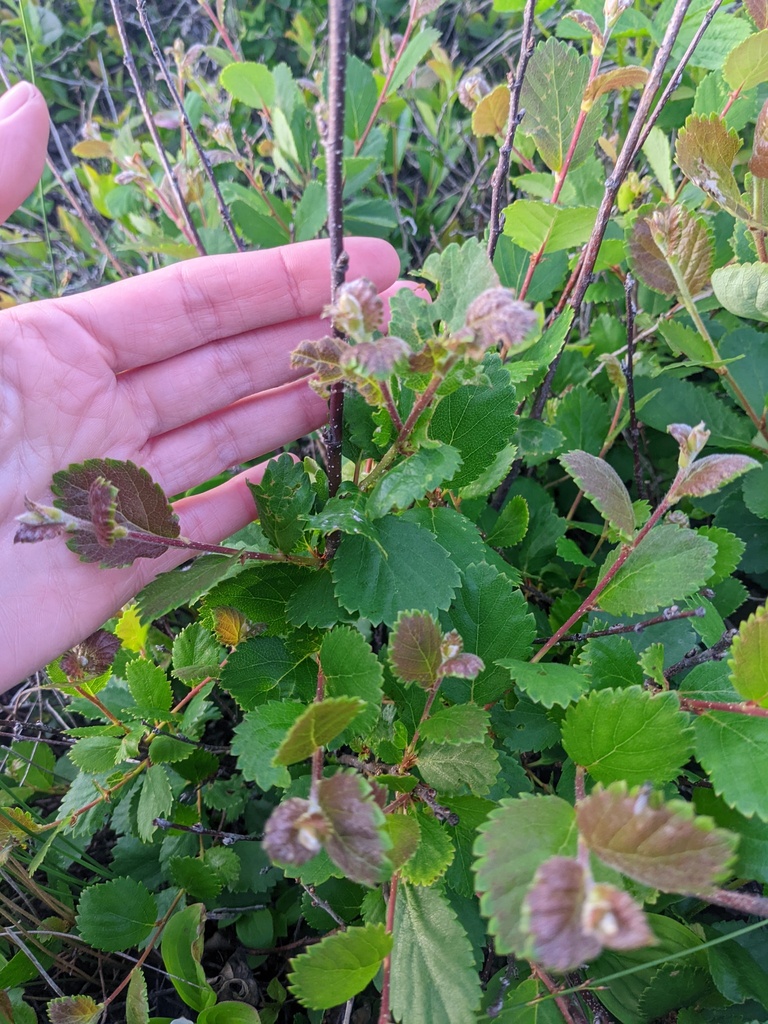 swamp birch from Gloucester County, NB, Canada on June 21, 2022 at 08: ...