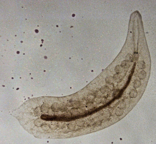 Mesostoma ehrenbergii · iNaturalist