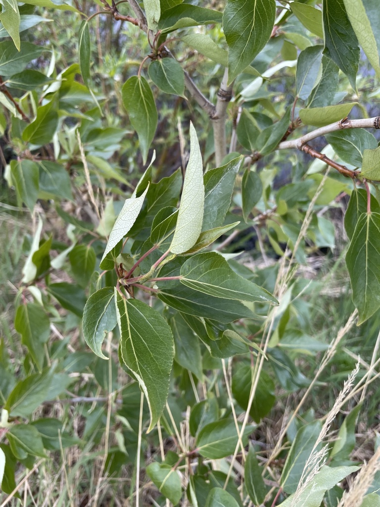 balsam poplar from Kuzitrin Rd, AK, US on June 14, 2022 at 08:53 AM by ...