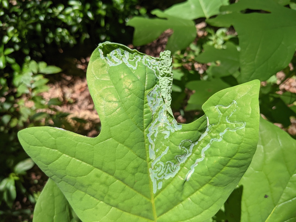 Tulip Tree Leaf Miner from Redland, MD, USA on June 20, 2022 at 01:41 ...