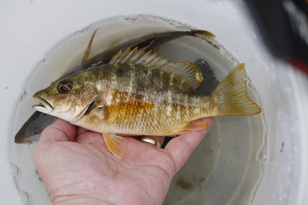 Grey Snapper from Trinidad on June 21, 2022 at 06:40 PM by Peter ...