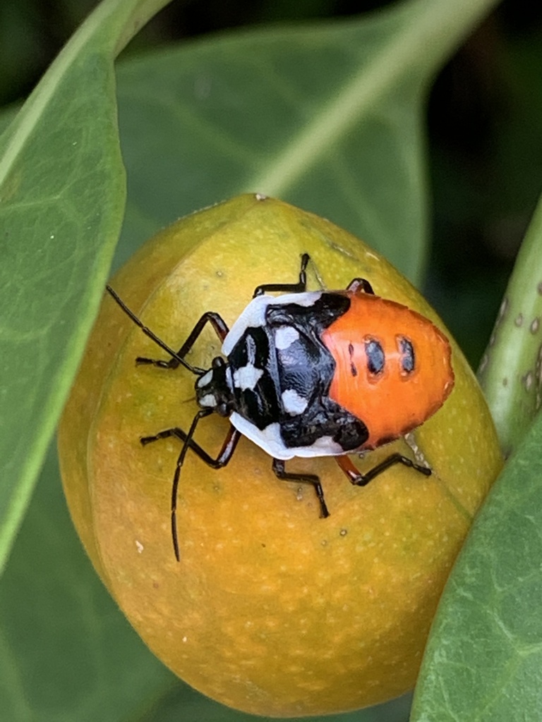 Rhynchocoris from 蘭嶼, 蘭嶼鄉, TW on April 8, 2022 at 10:10 AM by 黃子庭 ...