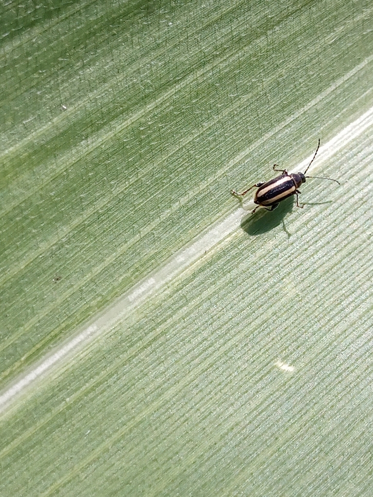 Skeletonizing Leaf and Flea Beetles from San Isidro Boxipe on June 19 ...