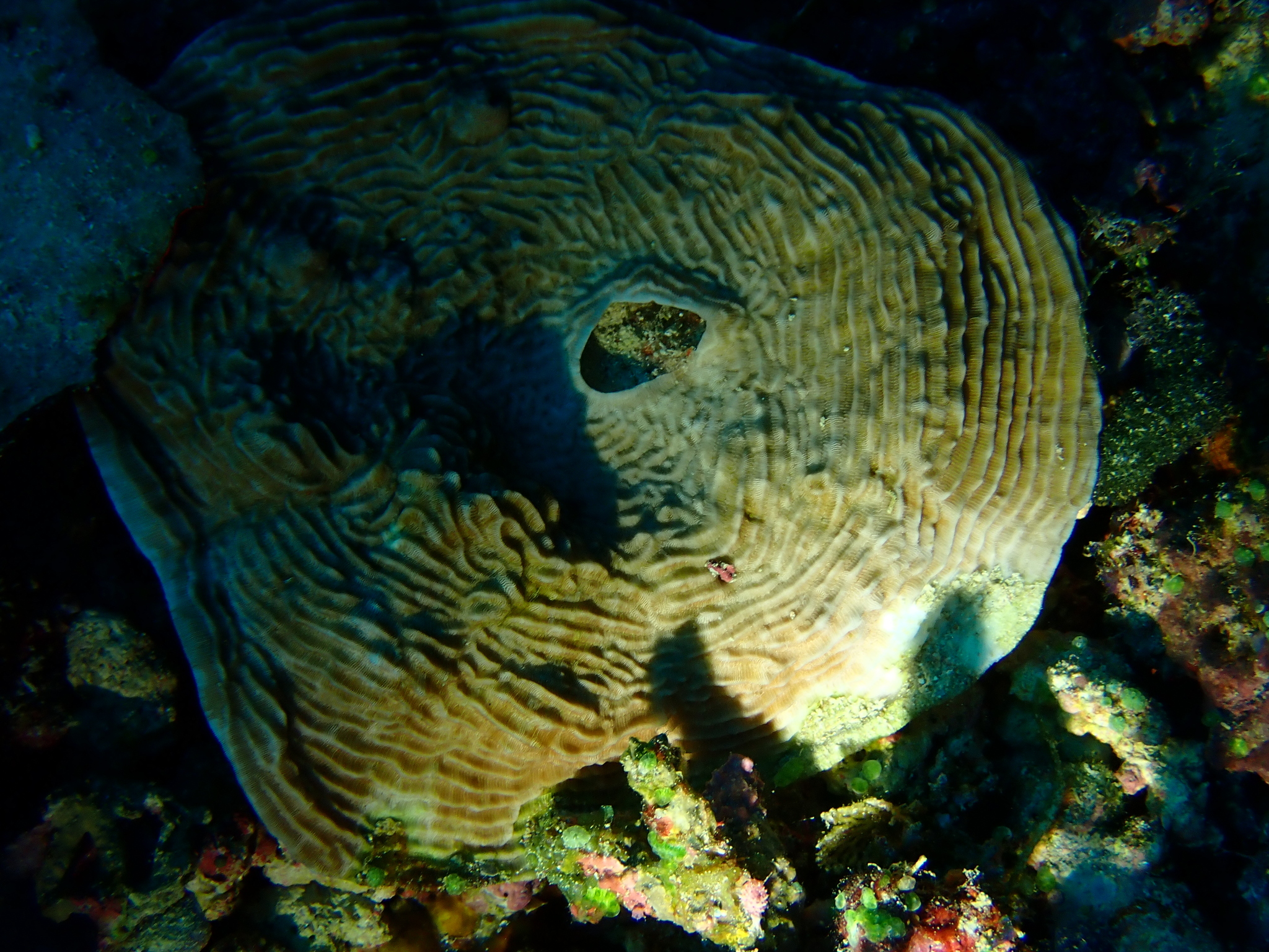 Pachyseris speciosa (Dana, 1846)