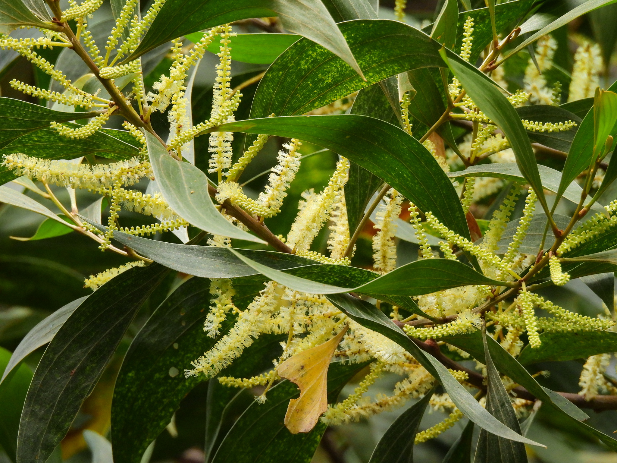 Acacia cincinnata F.Muell.