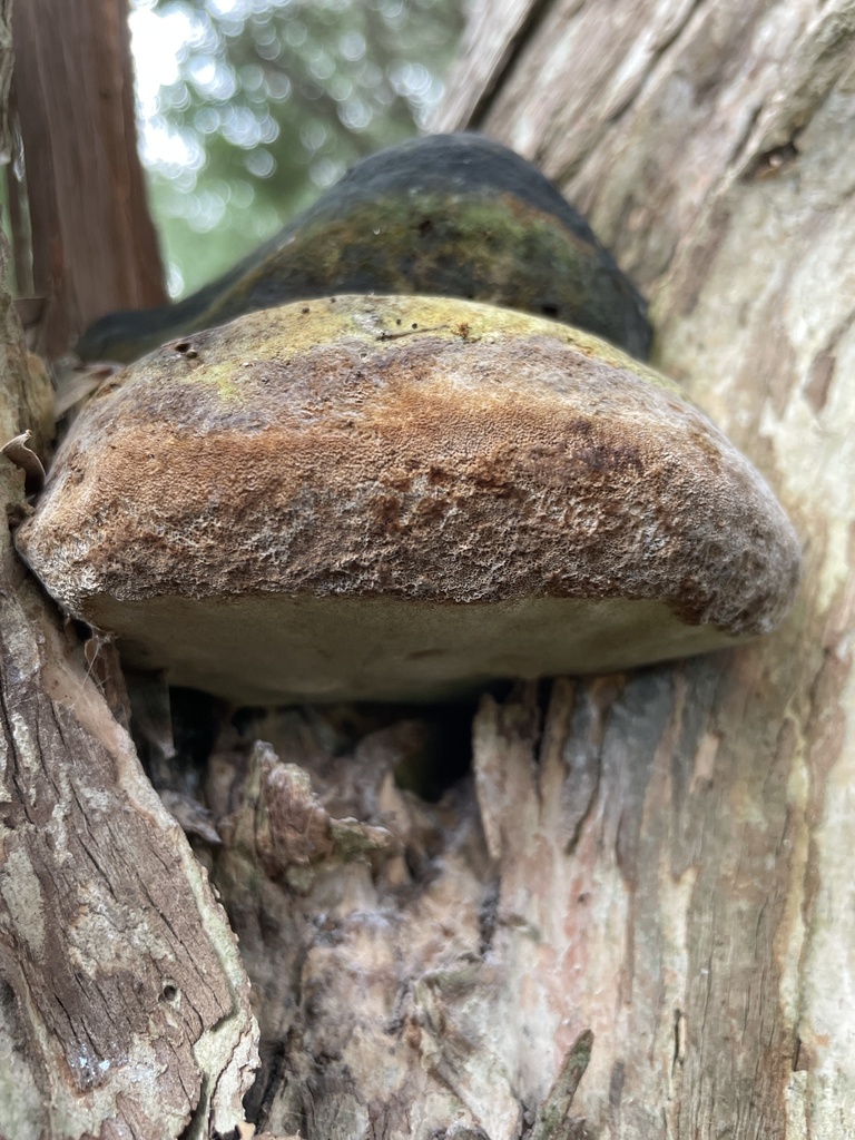 Hymenochaetaceae from Eel Race Rd, Carrum, VIC, AU on June 22, 2022 at ...