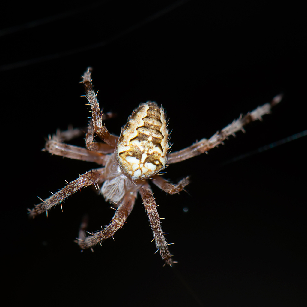 Cross Orbweaver from Nea Makri 190 05, Greece on June 22, 2022 at 07:05 AM by Anna N Chapman ...