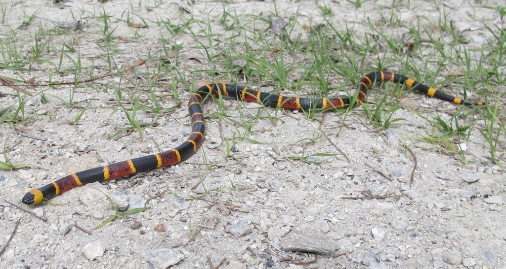Eastern Coralsnake in March 2011 by greg_theos. This Coral Snake ...