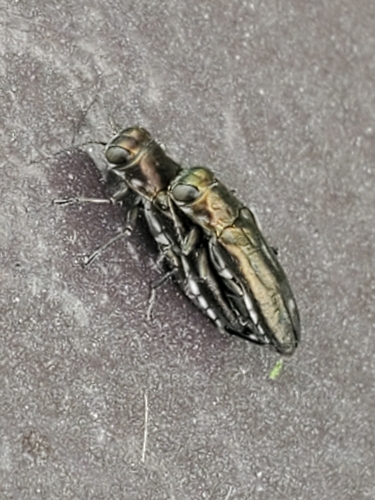 (Agrilus impexus)