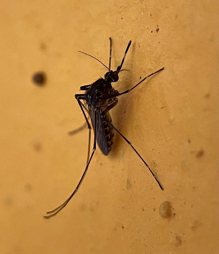 Culex in June 2022 by suecee · iNaturalist