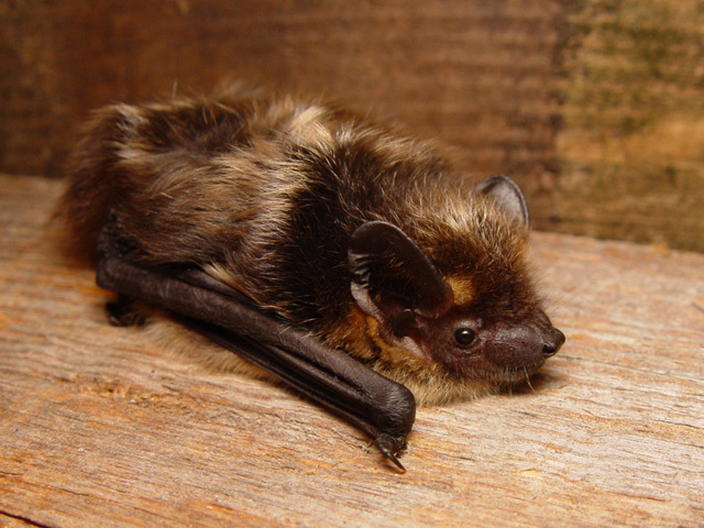 Northern Bat (Eptesicus nilssonii) - Know Your Mammals