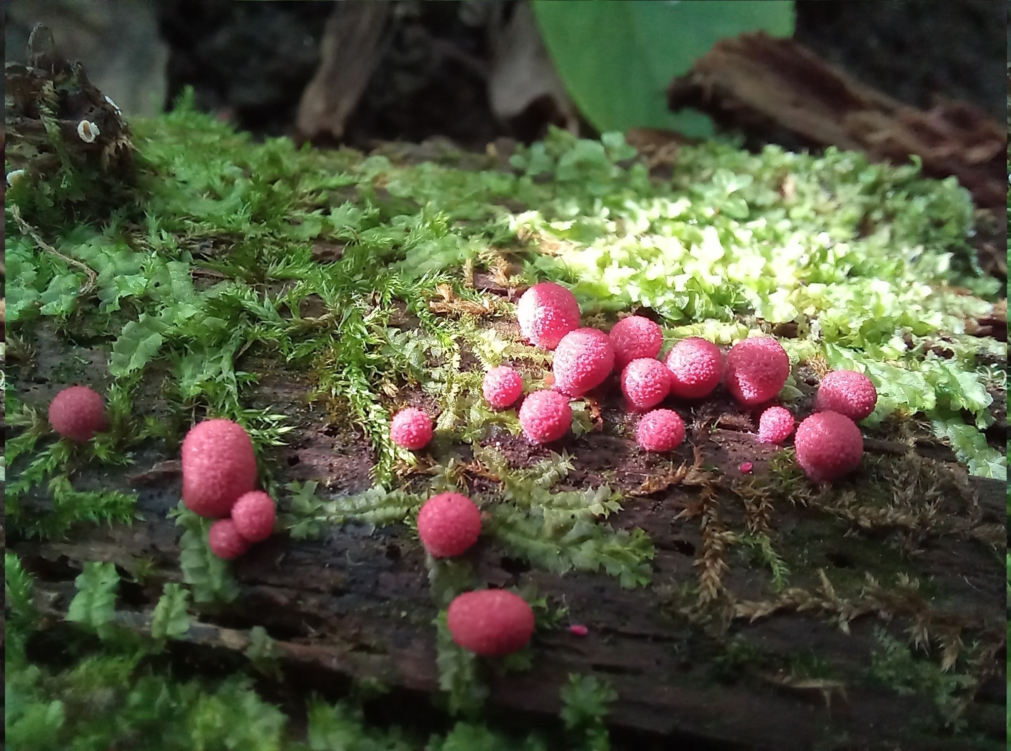 Lycogala exiguum Morgan, 1893