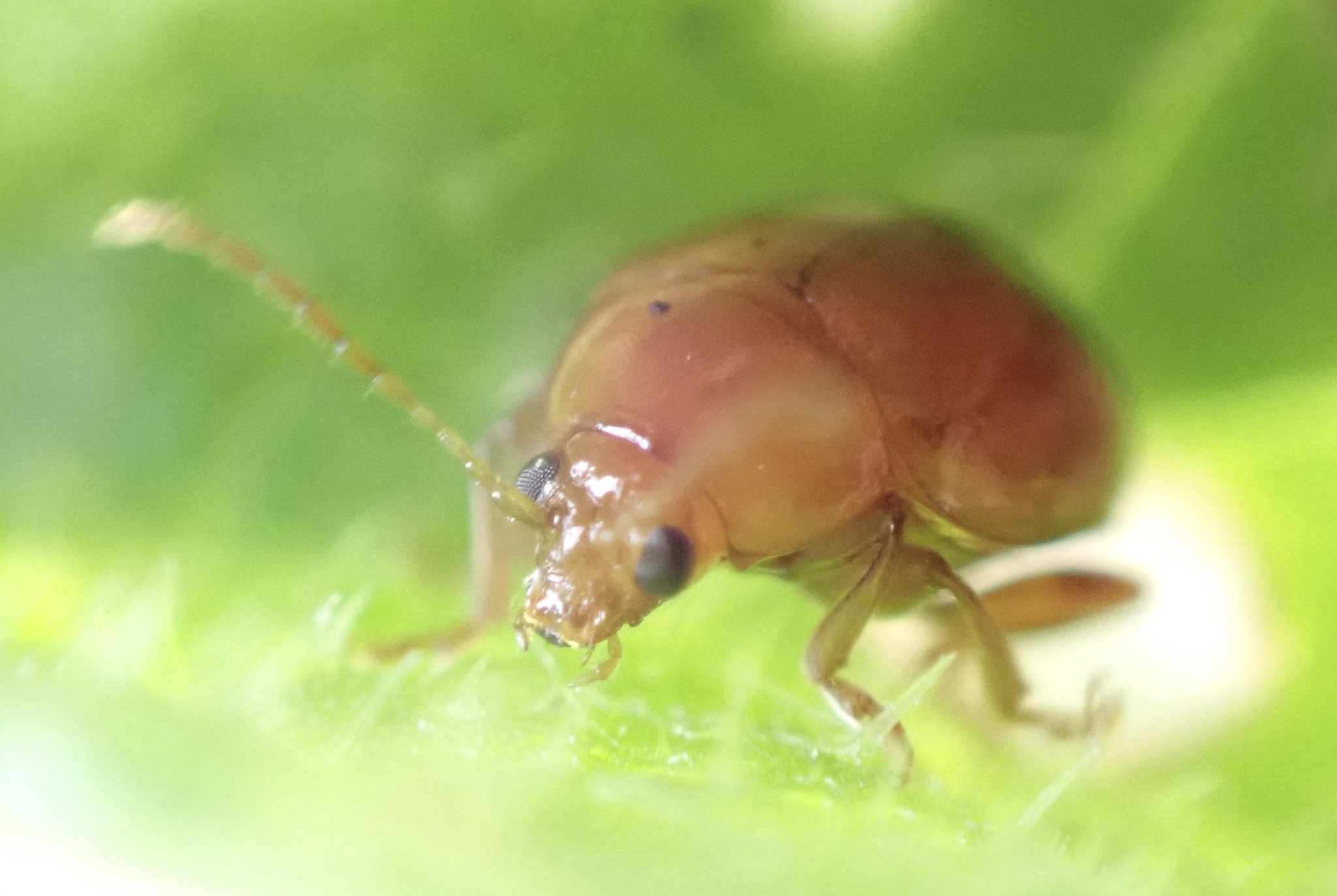 Sphaeroderma testaceum (Fabricius, 1775)