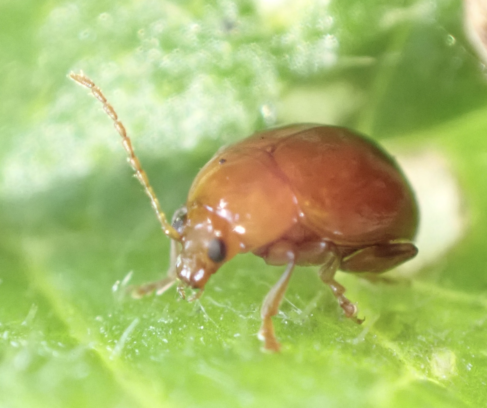 Sphaeroderma testaceum (Fabricius, 1775)