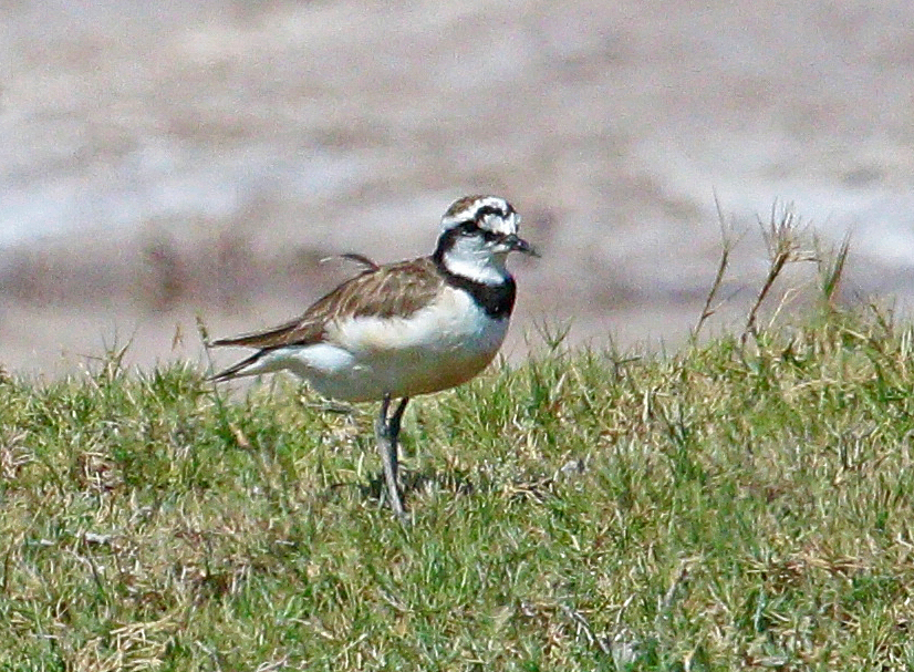 Madagascar Plover (Anarhynchus thoracicus) - Avian Discovery