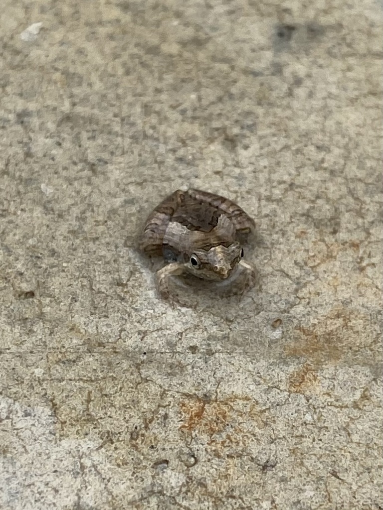 Beautiful Pygmy Frog from Bo Nok, Mueang Prachuap Khiri Khan, Prachuap ...