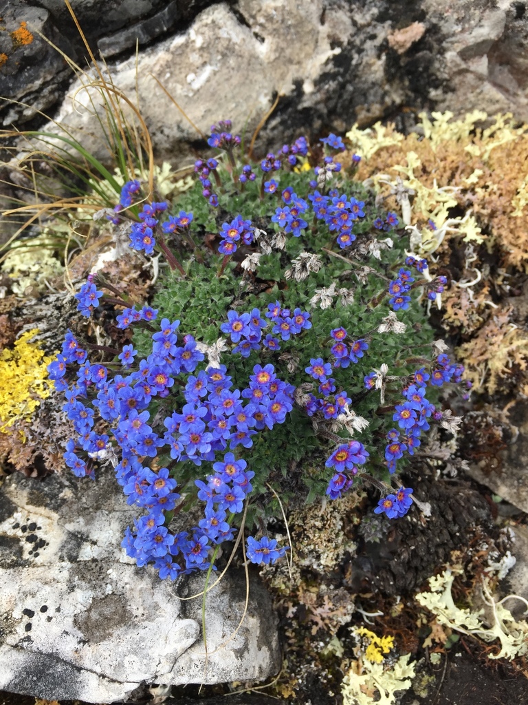 alpine forget-me-not (Denali, July 2023 Adventure) · iNaturalist