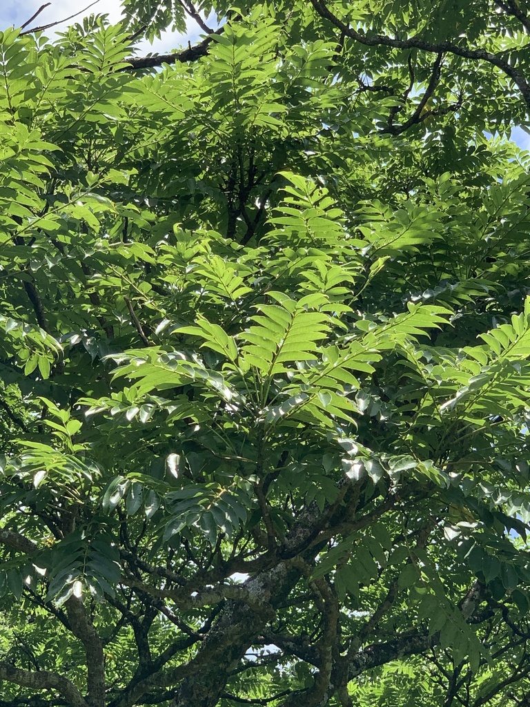 (Maackia hupehensis) - Botanical Realm