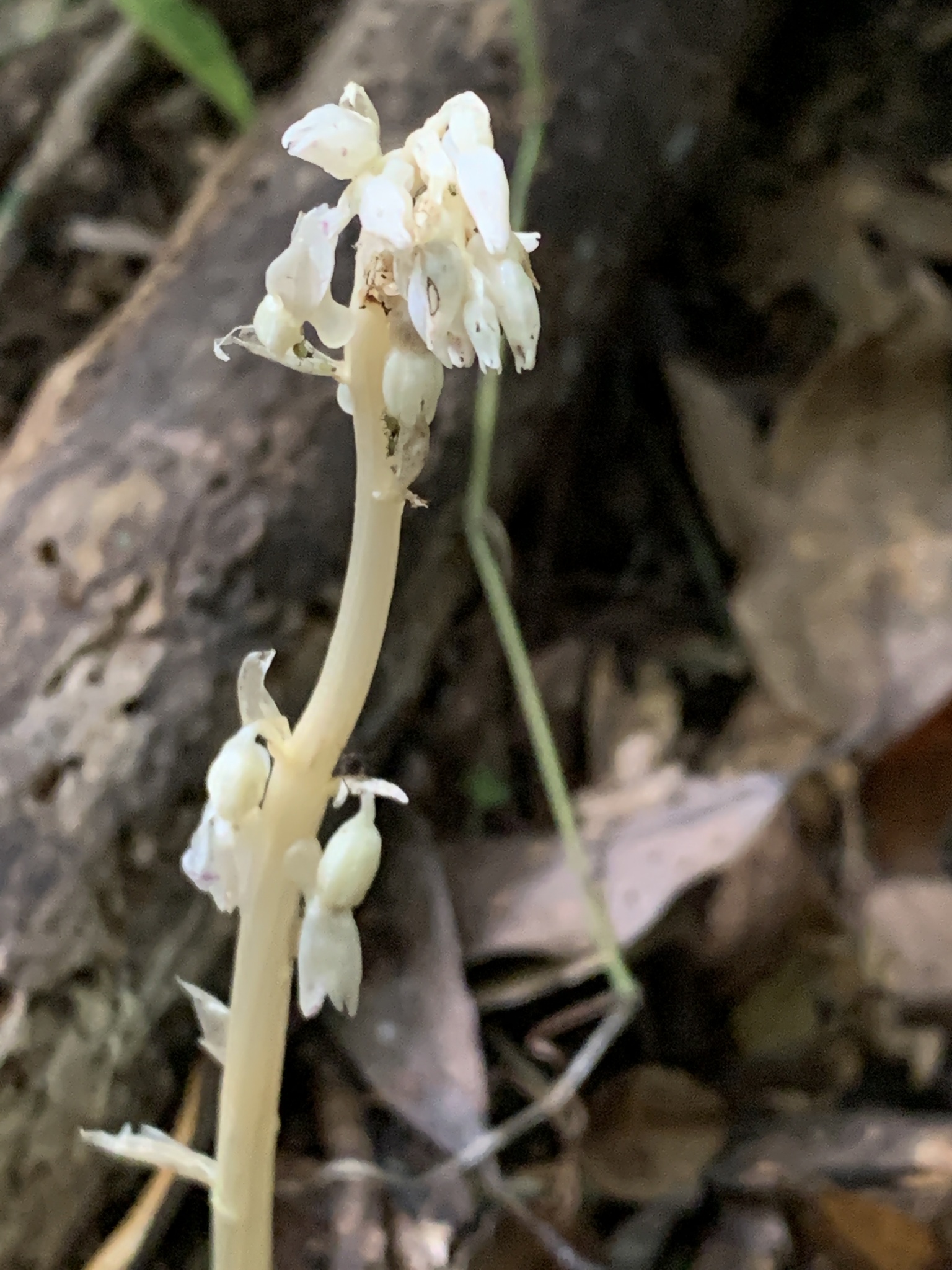 Epipogium roseum (D.Don) Lindl.
