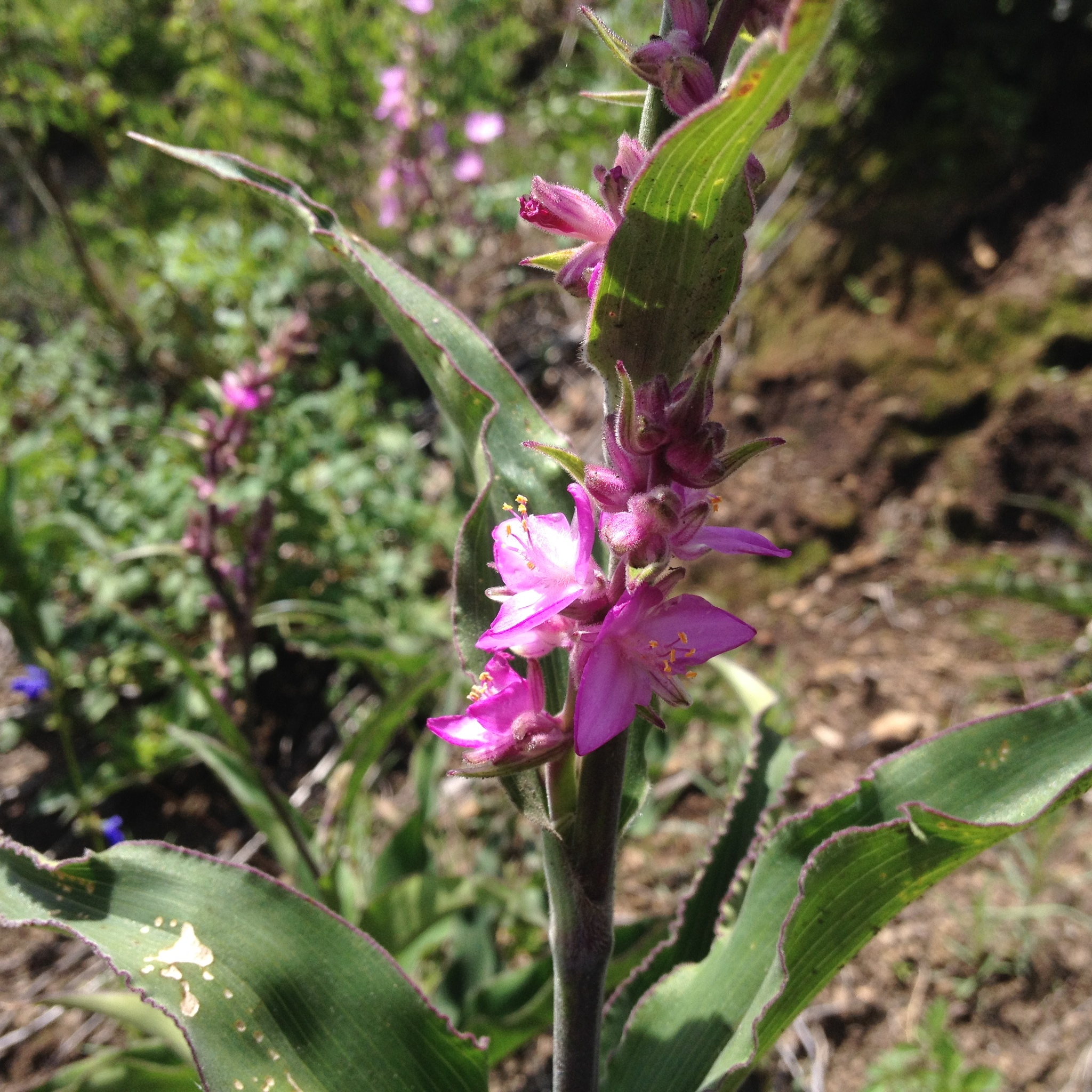 Thyrsanthemum floribundum (M.Martens & Galeotti) Pichon