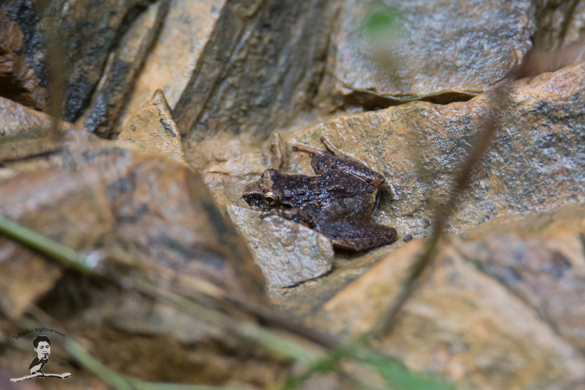 Limnonectes hascheanus (Stoliczka, 1870)