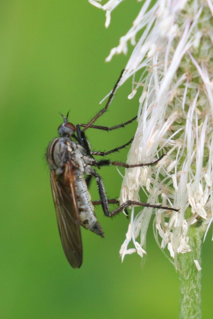 Hanging Fly from Глазовский р-н, республика Удмуртия, Россия on June 22 ...