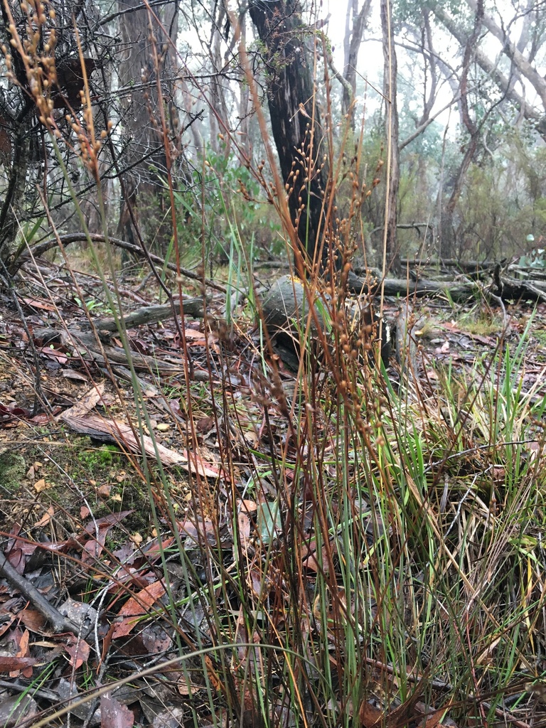 Loose-flowered Rush from Dry Diggings Tk, Glenlyon, VIC, AU on June 22 ...