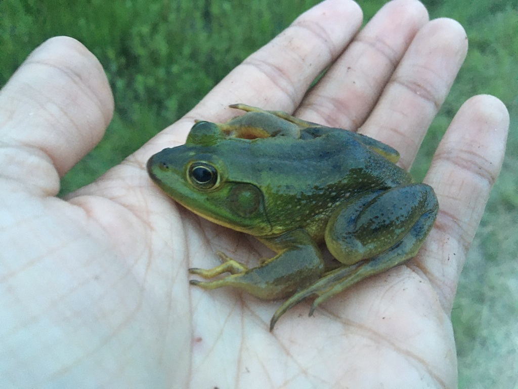 Pig Frog in June 2022 by suchosauros. It managed to get away before I ...