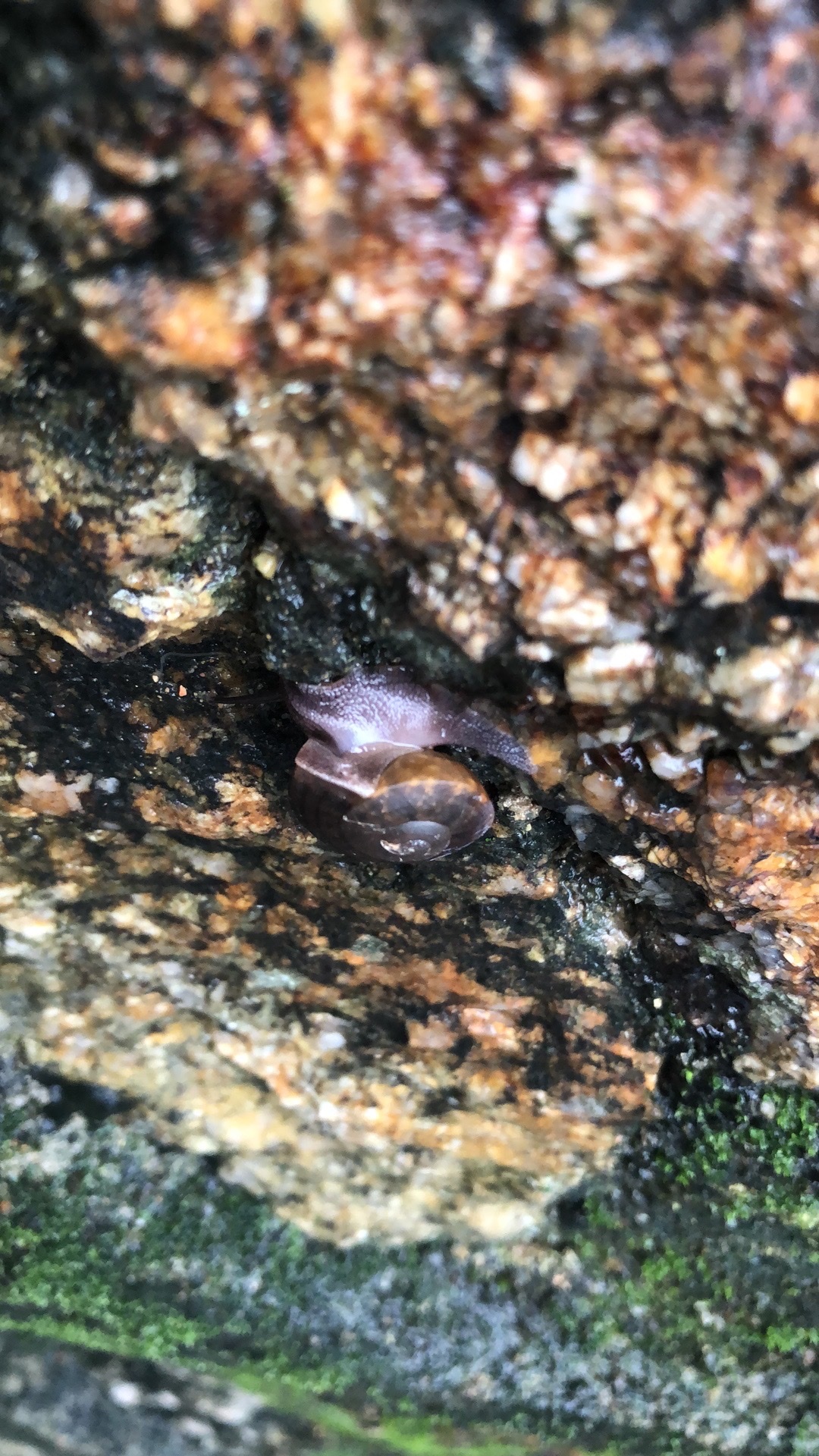 Camaena hainanensis (H.Adams, 1870)