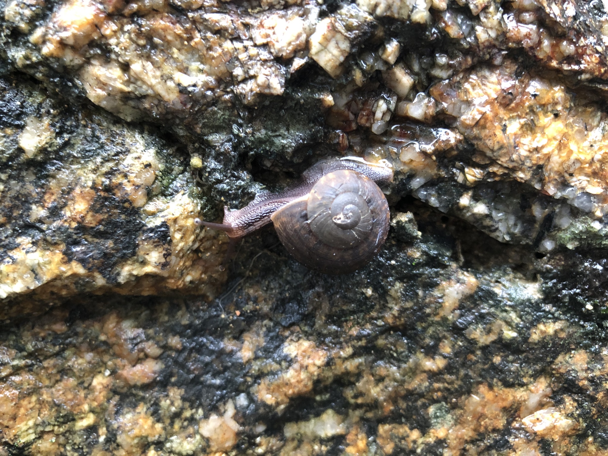 Camaena hainanensis (H.Adams, 1870)