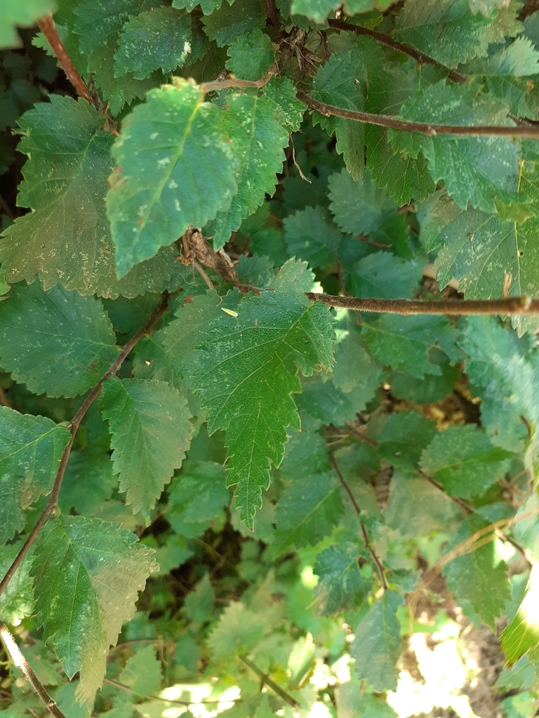 Field Elm from Street, UK on June 22, 2022 at 11:22 AM by larryb25 ...