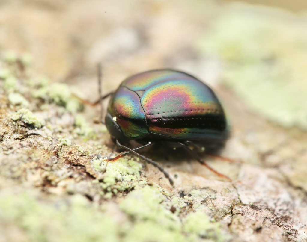 Amarygmus splendidulus from 451 Mandai Rd, Singapore on November 23 ...