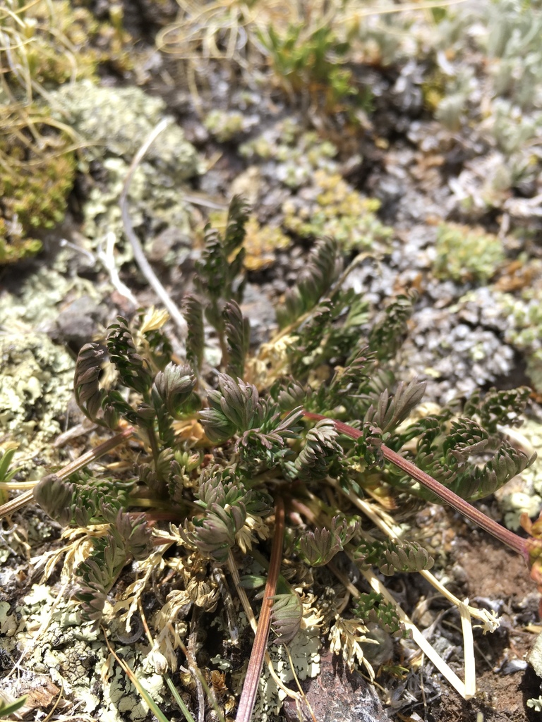 Oreoxis bakeri (Alpine Flora of the Southern Rocky Mountains) · iNaturalist