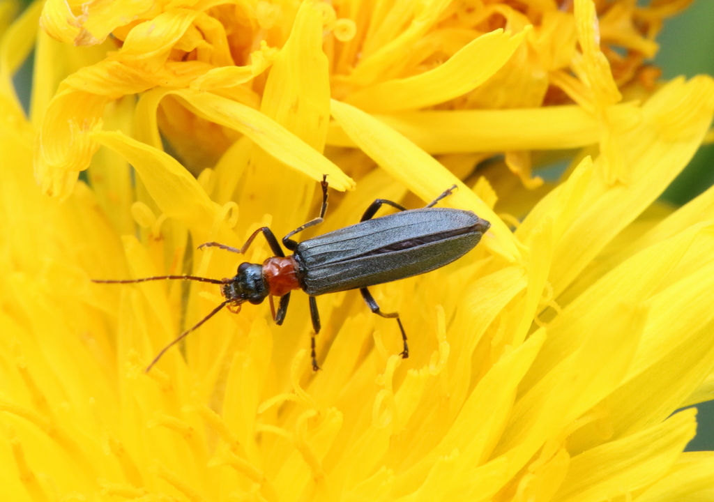 Oedemera croceicollis from Oudalle, France on July 09, 2021 at 10:48 AM ...