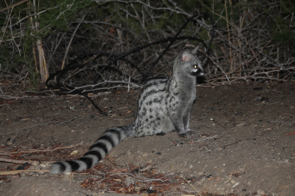Southern Small-spotted Genet from Benede Oranje, South Africa on March ...