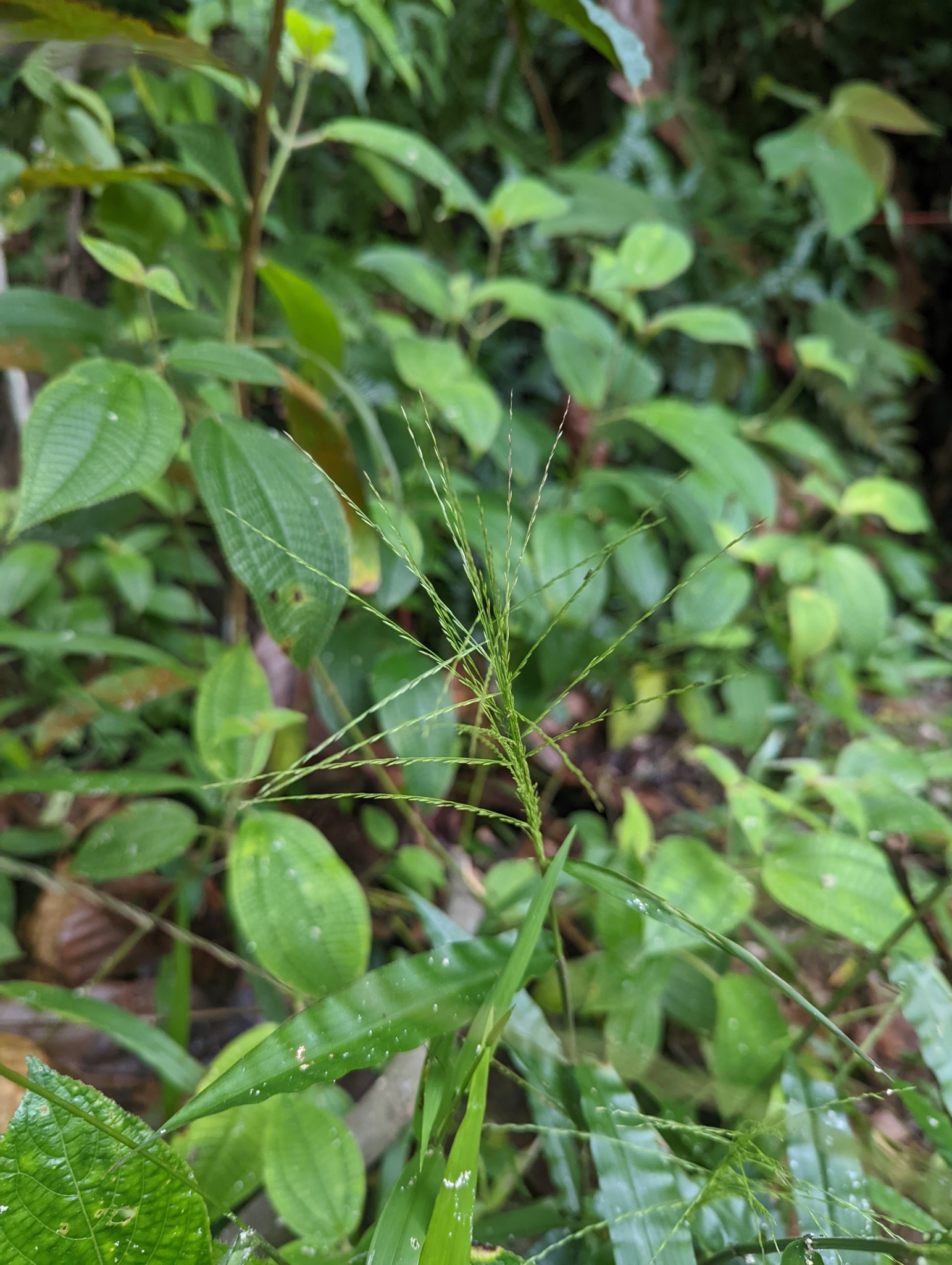 Centotheca lappacea (L.) Desv.