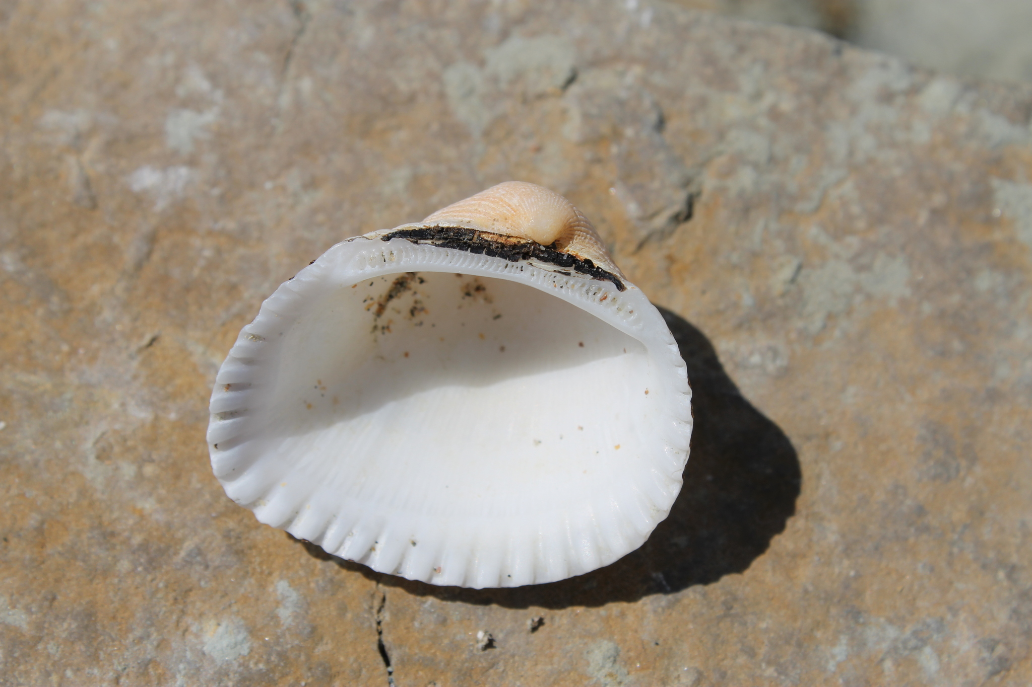 Anadara kagoshimensis (Tokunaga, 1906)