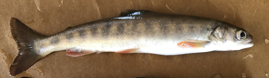 Landlocked Arctic Char in June 2022 by doumchambers · iNaturalist
