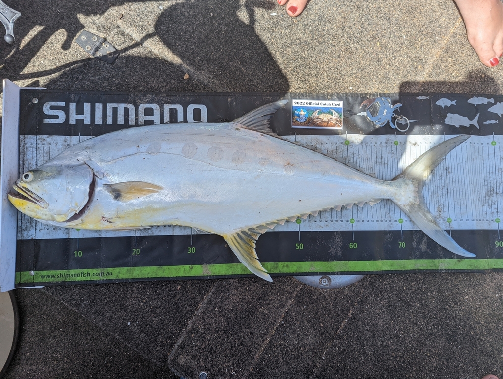 Giant Queenfish from Cook, QLD, Australia on June 11, 2022 at 10:21 AM ...