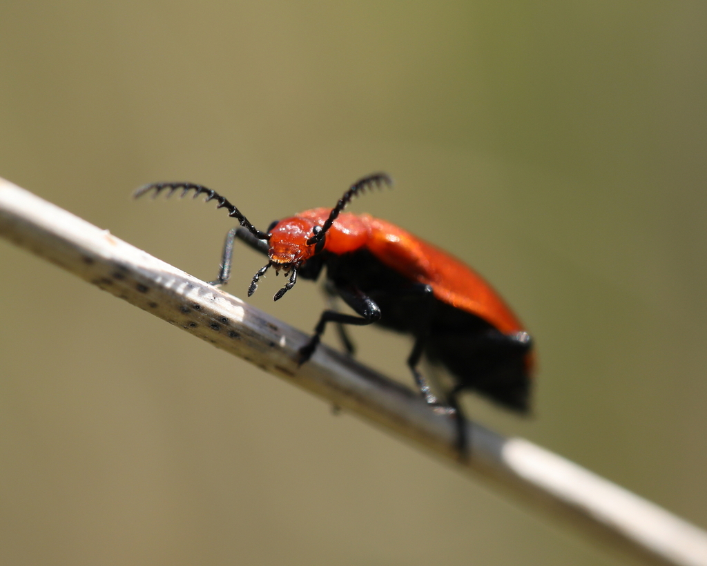 Common Cardinal Beetle from Oudalle, France on May 21, 2022 at 02:55 PM ...