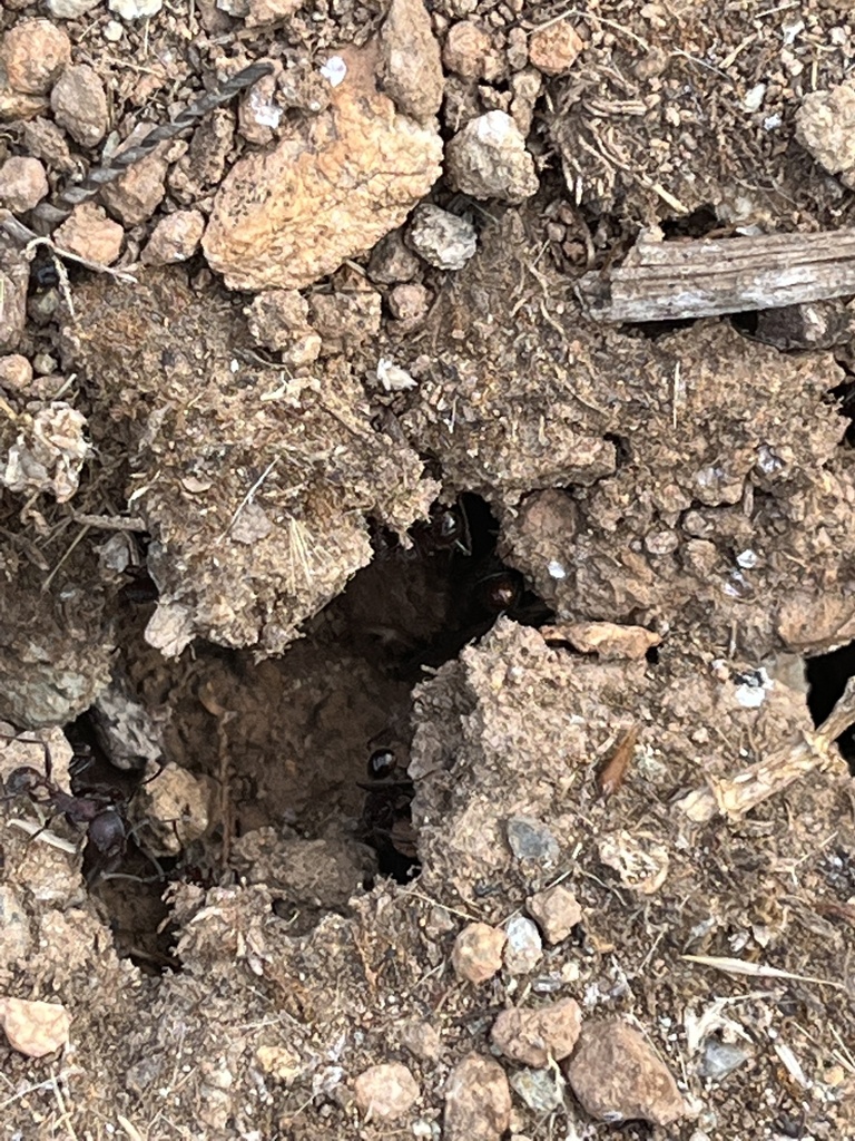 Andre's Harvester Ant from Starling Ct, Pilot Hill, CA, US on June 08 ...