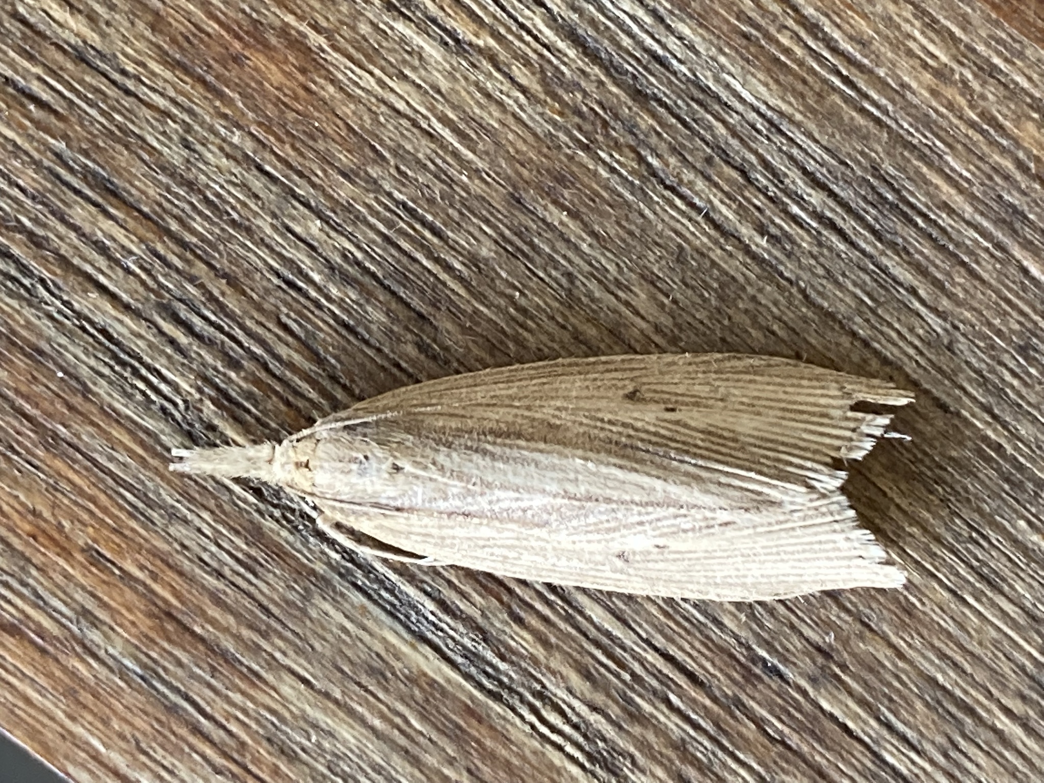 Chilo sacchariphagus Bojer, 1856