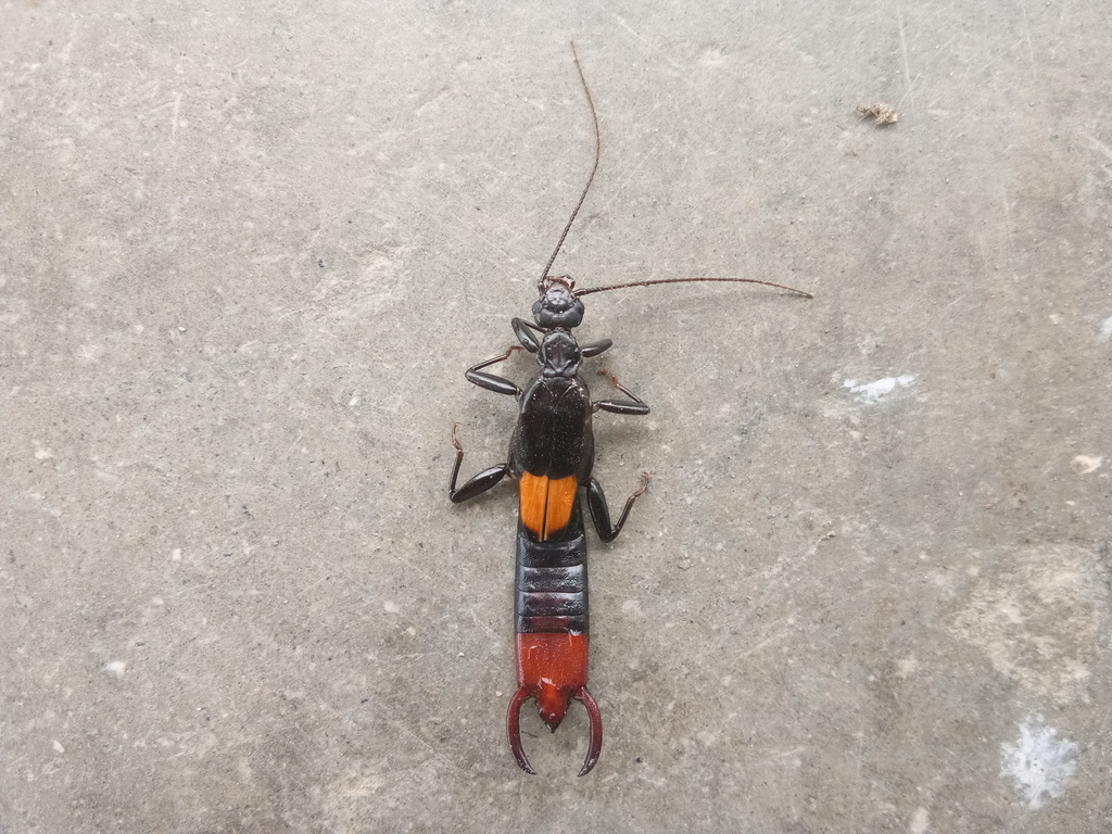 Apachyus in June 2018 by Temjen · iNaturalist