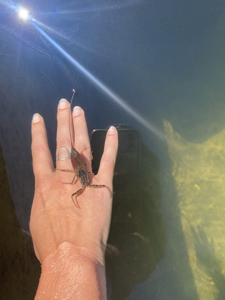 Laccotrephes from Western District, South Africa on March 22, 2022 at ...