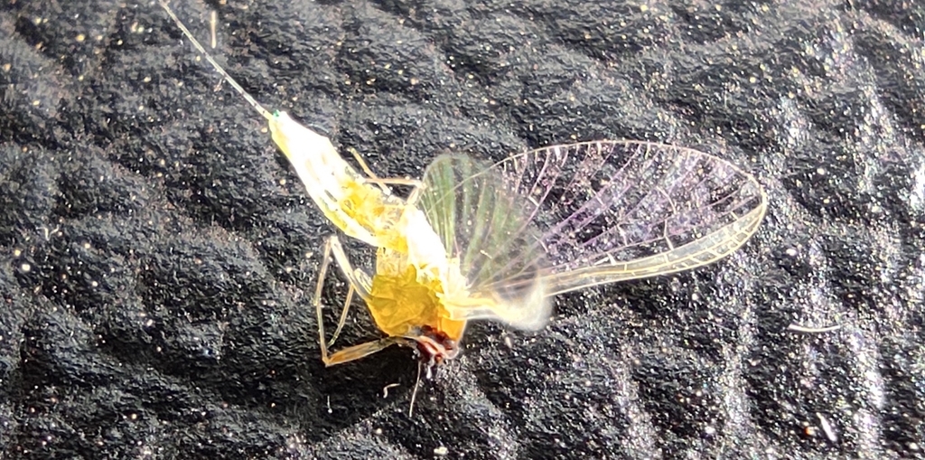 Winged and Once-winged Insects from 4Q2P+J7J, Udayayarkoil Pathy, Tamil ...