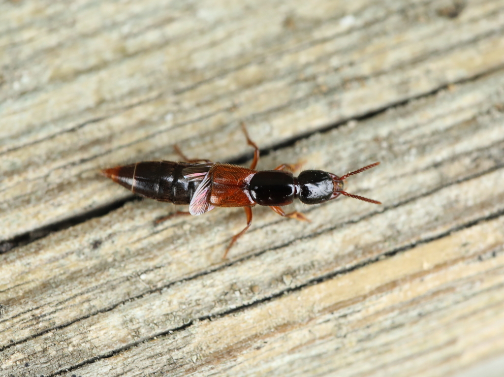 Othius punctulatus from Oudalle, France on October 07, 2021 at 04:27 PM ...